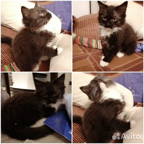 Чудные беспородные котята