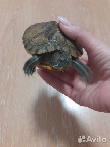 Черепашка