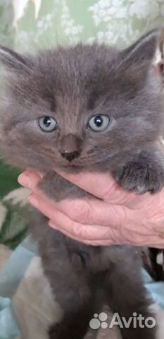 Котята сибирской кошки