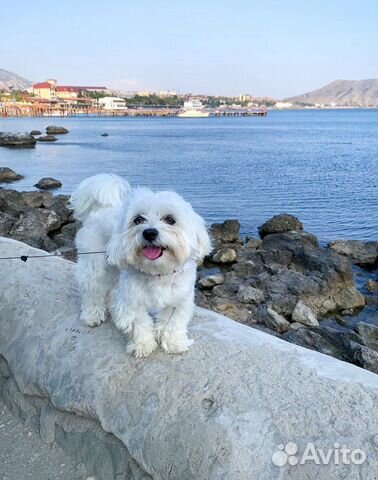 Мальчик ищет девочку мальтезе