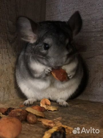 Шиншилла