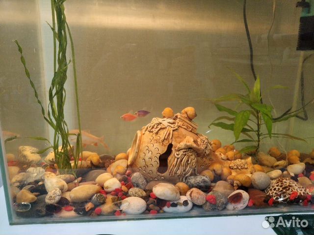 Рыбки аквариумные