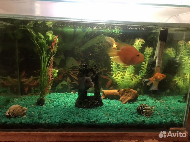 Аквариум с рыбками