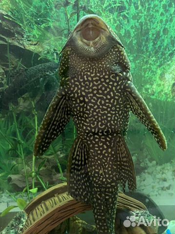 Аквариумные рыбки