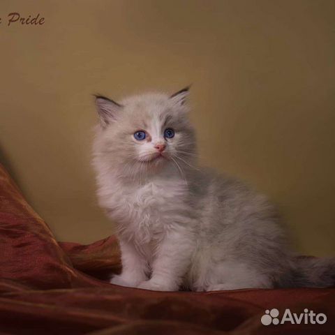 Регдолл(тряпичная кукла)