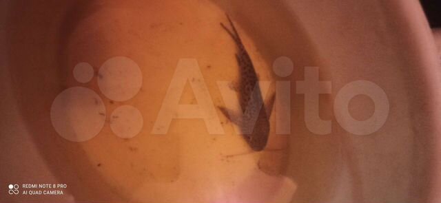 Сомик кукушка