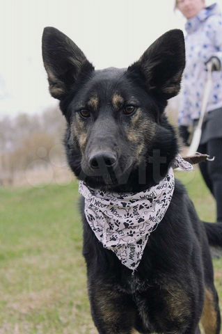 Лютику очень нужен дом