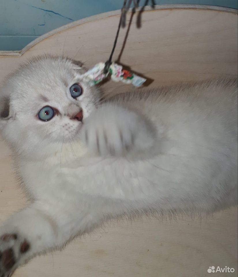 Котята шотландцы