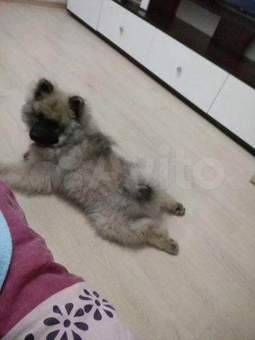 Щенок кеесхонда