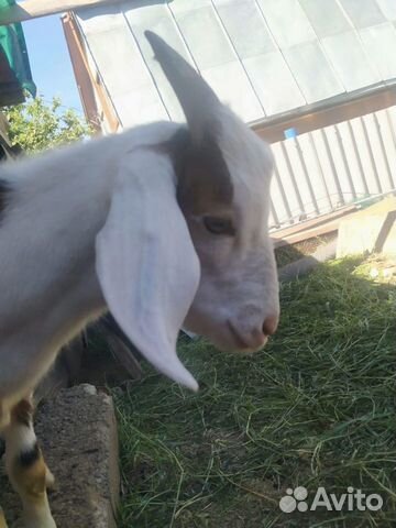 Козы и козлята продажа