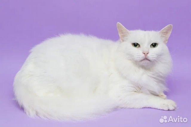 Кошечка в добрые руки