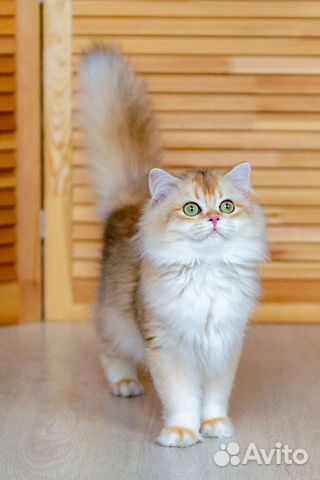 Британская золотая шиншилла