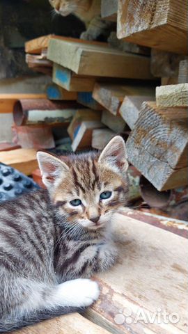 Котенок необычный полосатый