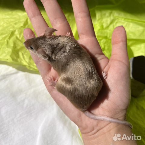 Декоративная мышь сатиновая мышь самец мальчик