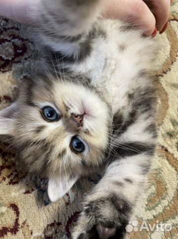 Котенок британкий шиншилла