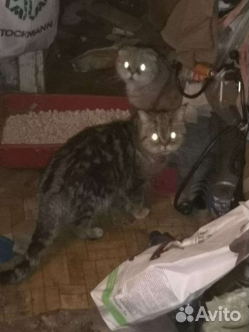 Коты экзоты оставлены умирать в пустой квартире