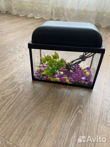 Террариум для рептилий эублефара