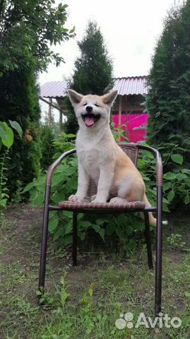 Японская акита-ину