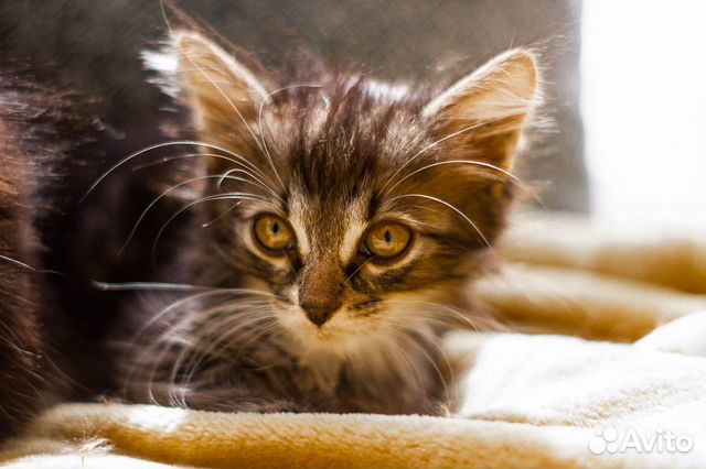 Милый котенок ищет семью