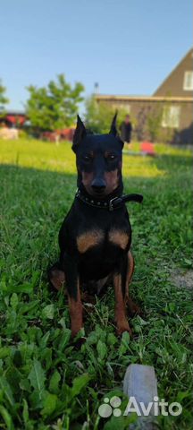 Вязка цвергпинчер