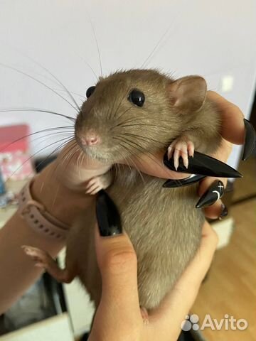 Продаю крысу с клеткой