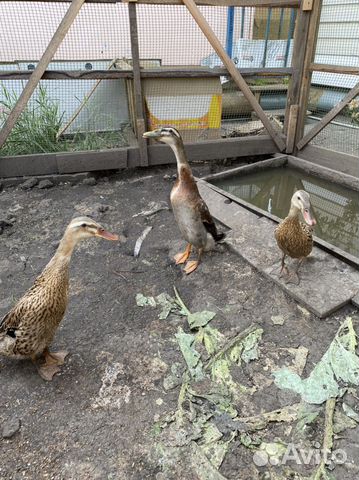 Утки индийский бегунок