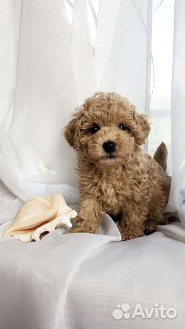 Мальтипу мини