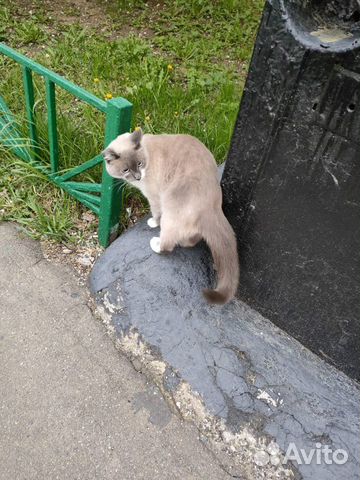Котик в ответсвенные руки