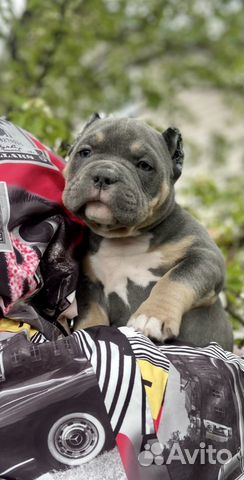 Американский булли супердети