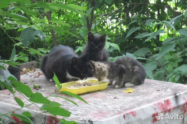 Котята от умной мамочки