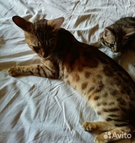 Бенгальские котята