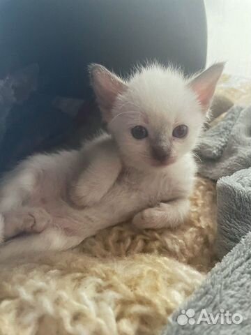 Котенок сфинкс браш