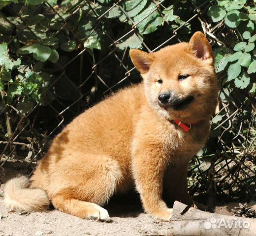 Яркая девочка сиба-ину