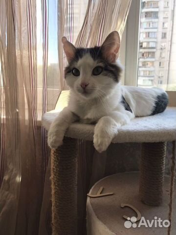 Молоденькая кошечка контактная