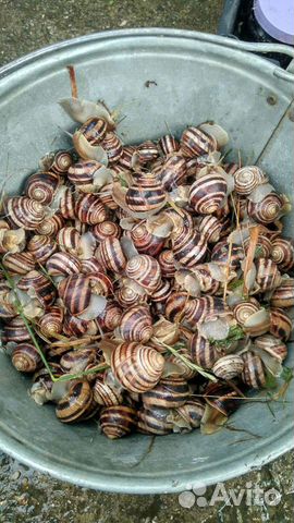 Улитки виноградные продам