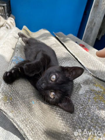 Черный котенок
