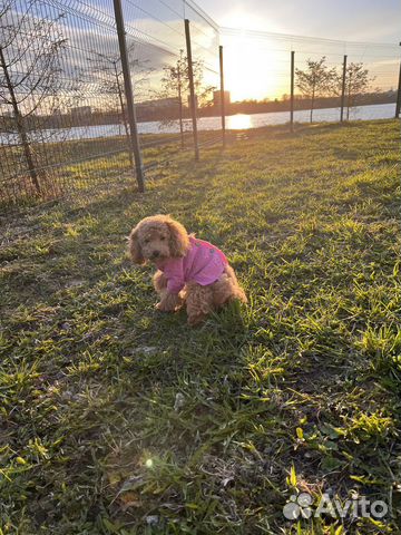 Ищу жениха на случку Мальтезе мини