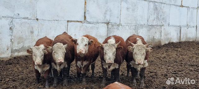 Продажа крс живым весом