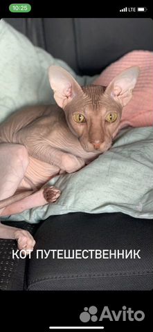 Донской сфинкс 2 года кастрирован