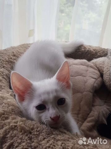 Турецкая ангора котенок мальчик Снежок 2мес