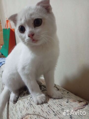 Кошечка в добрые руки,прибилась