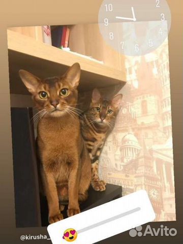 Абиссинская кошка бесплатно