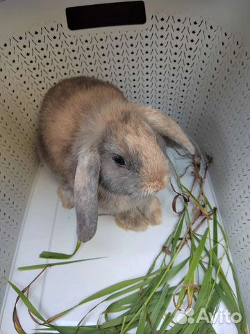 Декоративный кролик вислоухий