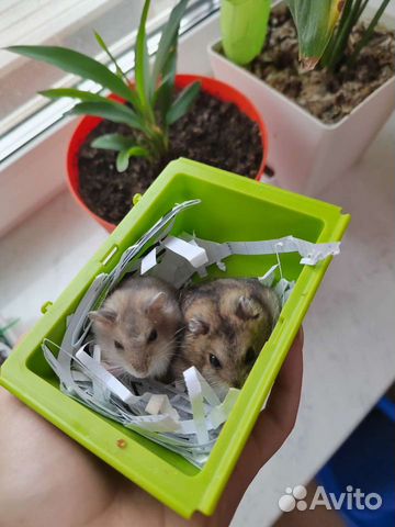 Отдам джунгарский хомяков