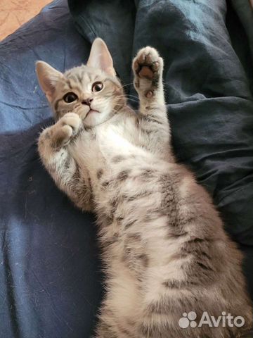 Шотланский котенок