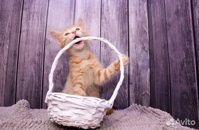 Санни котенок девочка ищет дом