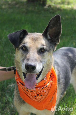 Собаке Пашке очень нужен дом