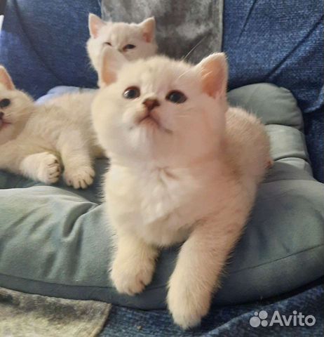 Британская серебристая шиншилла