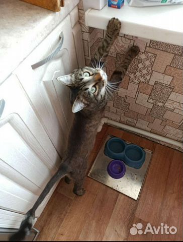 Кот
