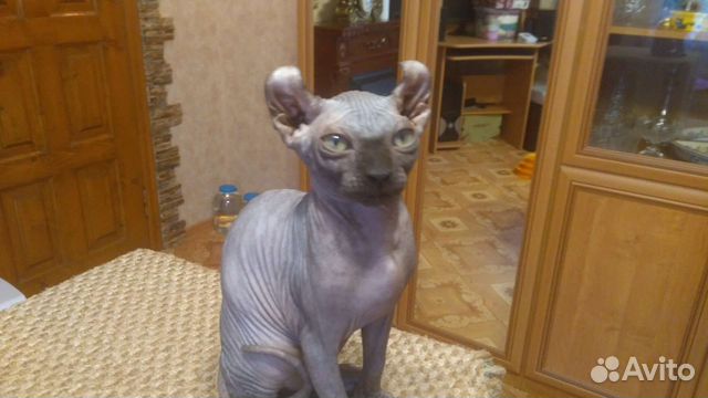 Черная эльфийка